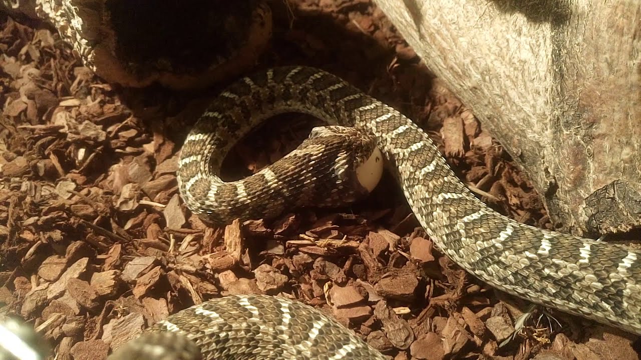 Afrikanische Eierschlange frisst Taubenei - Snake eats egg - YouTube