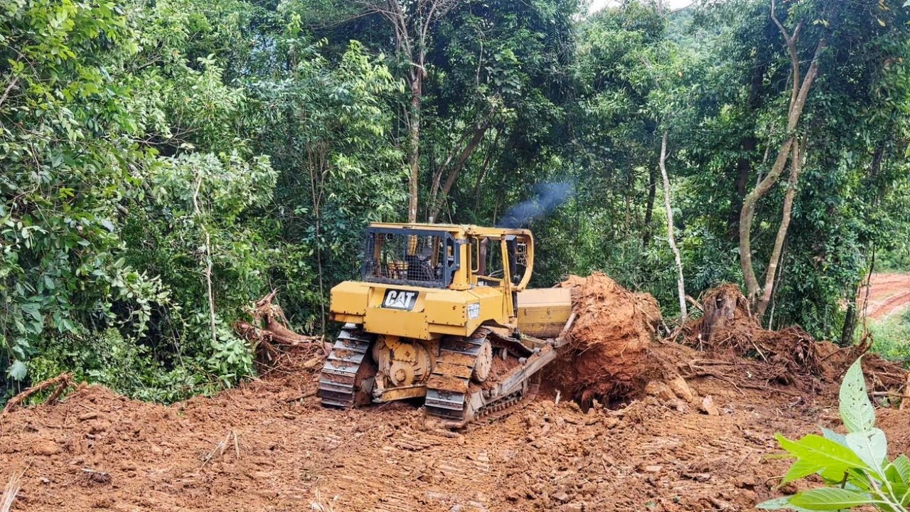 CAT D6R XL Bulldozer Operator Pushing and Pressing the Roots of a Large ...