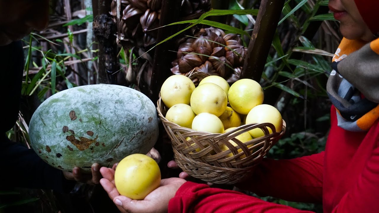 Buah Buahan Liar Segar langsung Metik Dari Hutan - YouTube