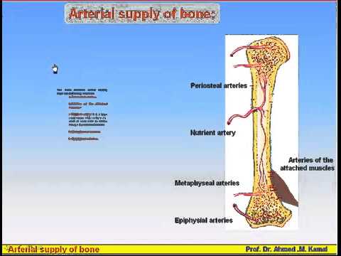06 - The Skeleton -3- Anatomy Intro Dr Ahmed Kamal شرح اناتومي للدكتور ...