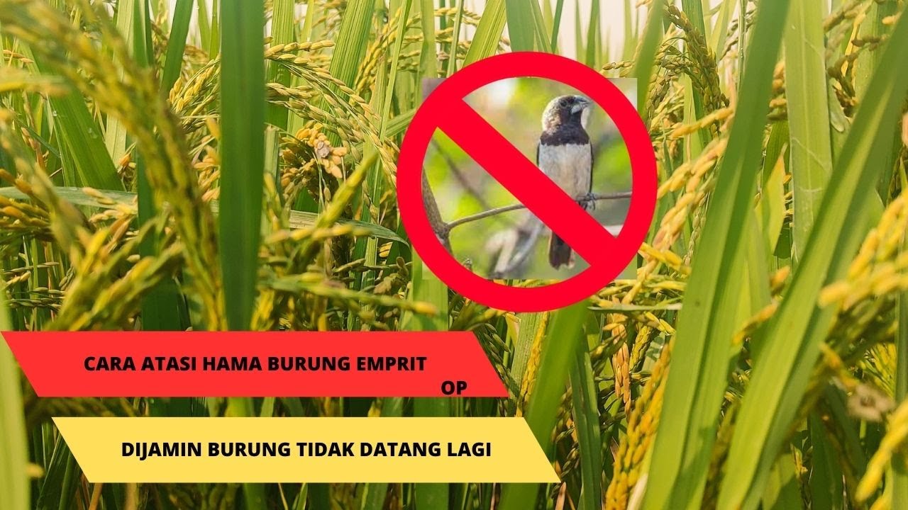 Lakukan cara ini untuk atasi hama burung pada tanaman padI | cara ...