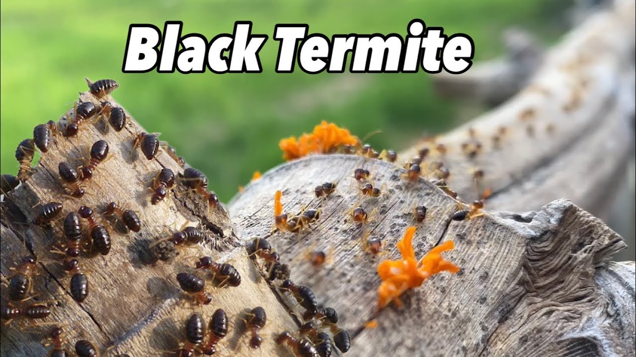 Black Termites in the Countryside look so freshly and Beautiful - YouTube