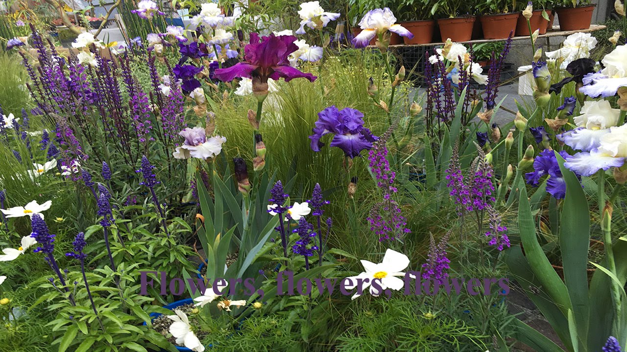 Flowers, Flowers, Flowers: Turin Italy - YouTube