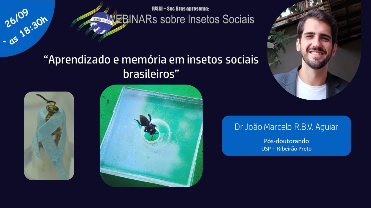 Aprendizado e memória em insetos sociais brasileiros - YouTube