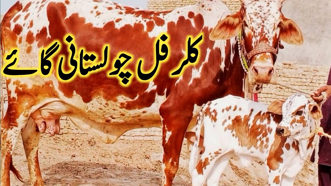 Colourful Cholistani Cow From Cholistan Cow Farm || Global Village ...
