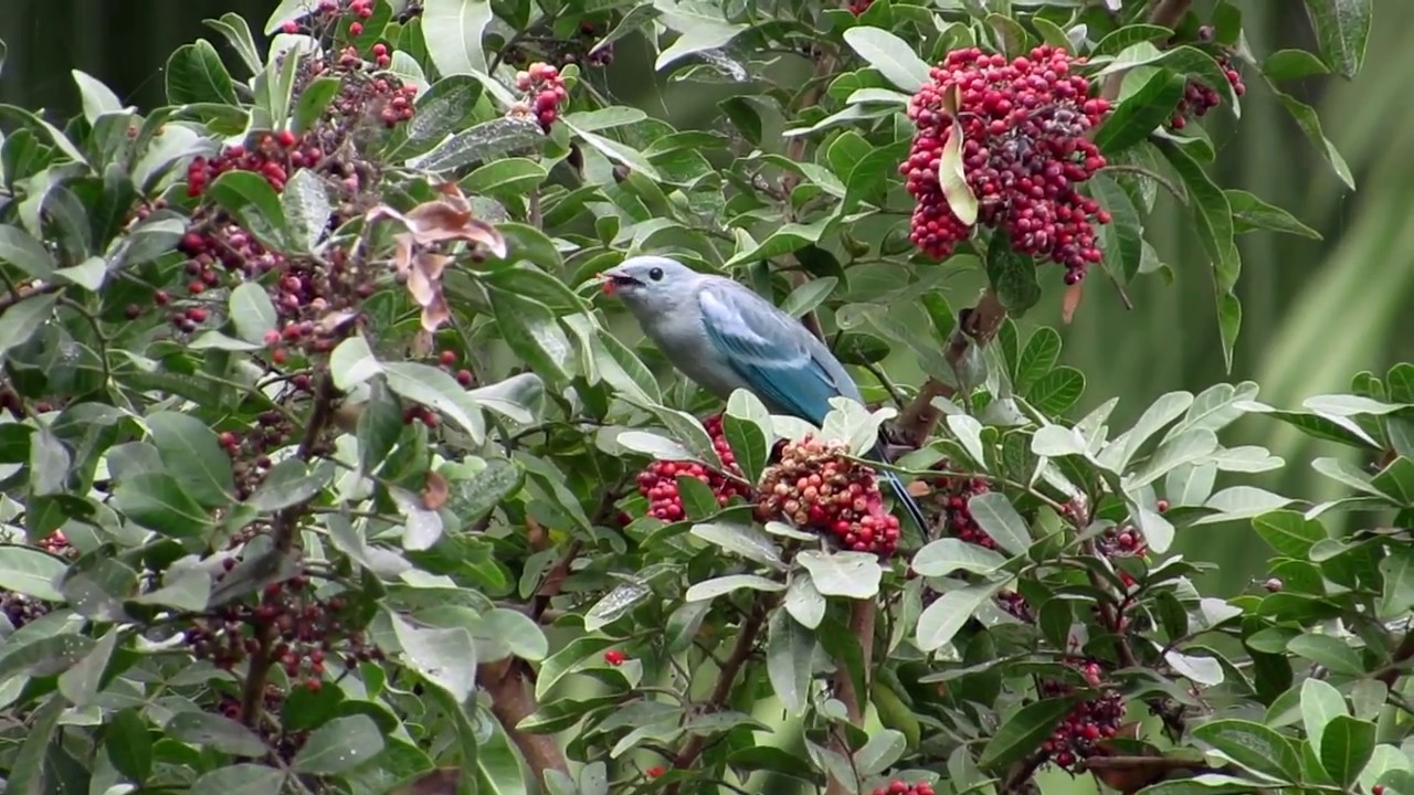 Tangara azuleja (Thraupis episcopus) - Parque de Lima - YouTube
