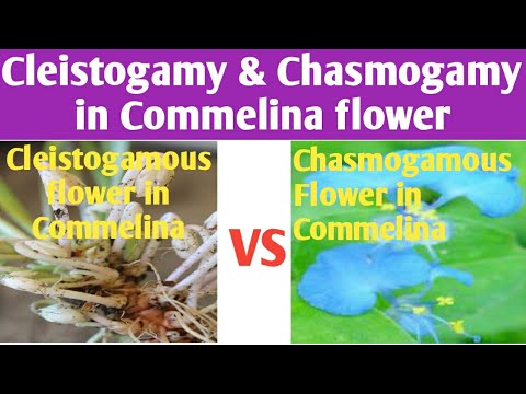 Cleistogamy & Chasmogamy in Commelina benghalensis | Cleistogamous ...