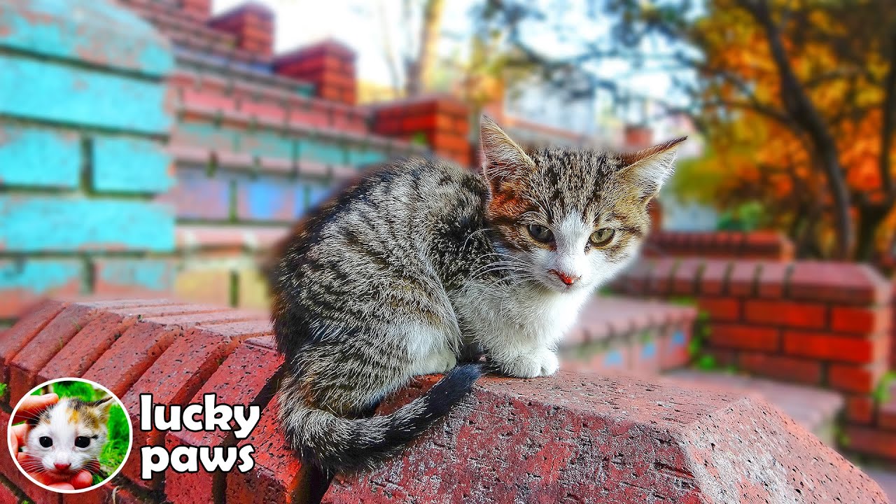 2-Pound Skinny Kitten Have An AMAZINGLY Transformation After 78 Days ...
