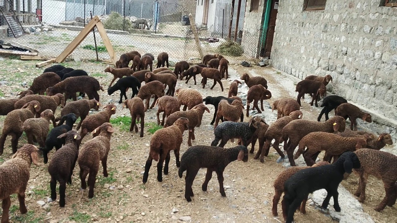Karakul Lambs of Karakul Sheep Breeding Farm Khumbathang Kargil Ladakh ...