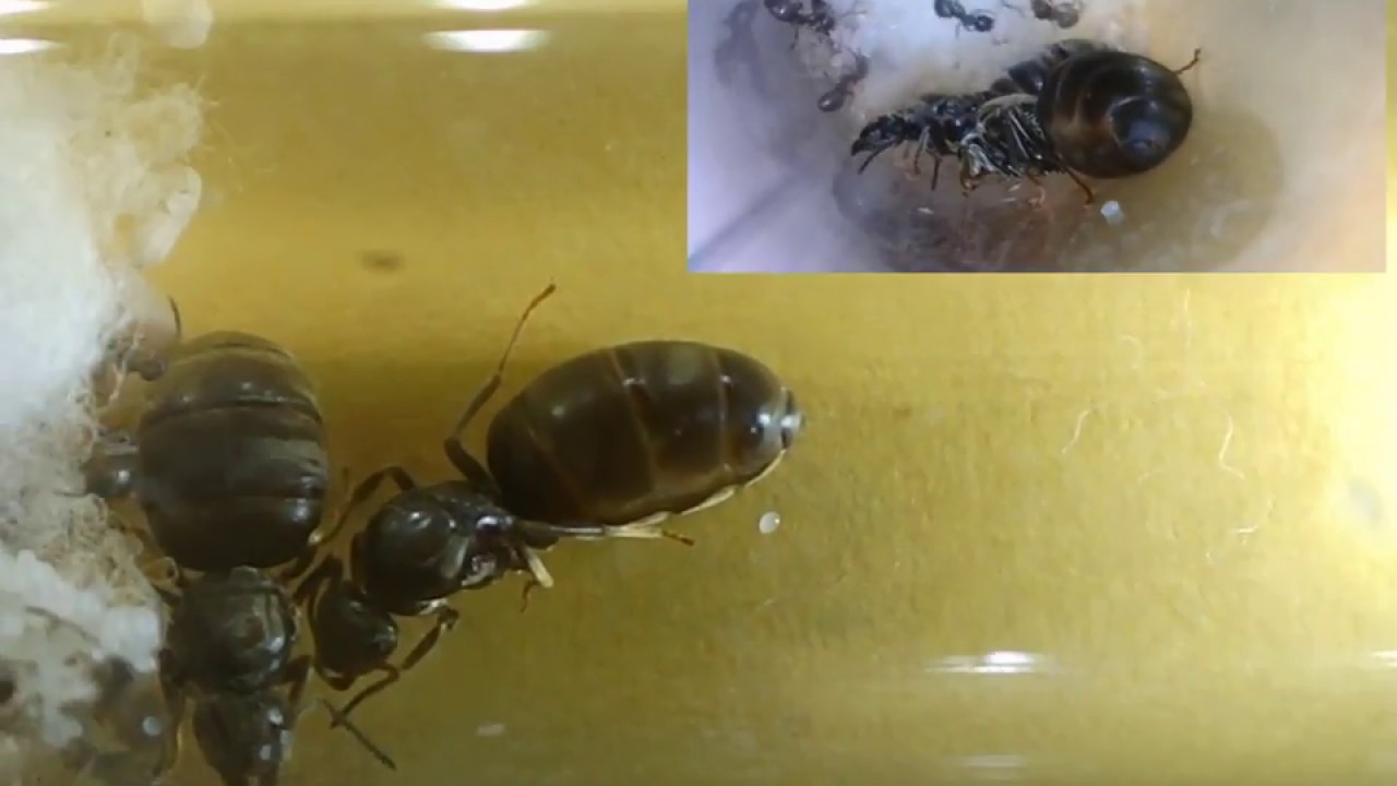 Lasius sp from 2018-08-20 08h00 to 12h00 - YouTube