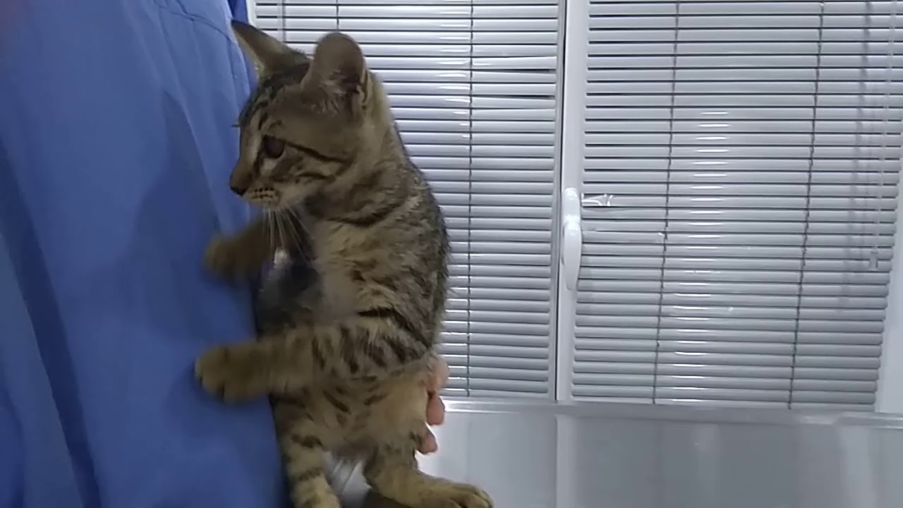 Thelma, cyperse kitten, baasje gezocht bij Mirtos Animal Project - YouTube