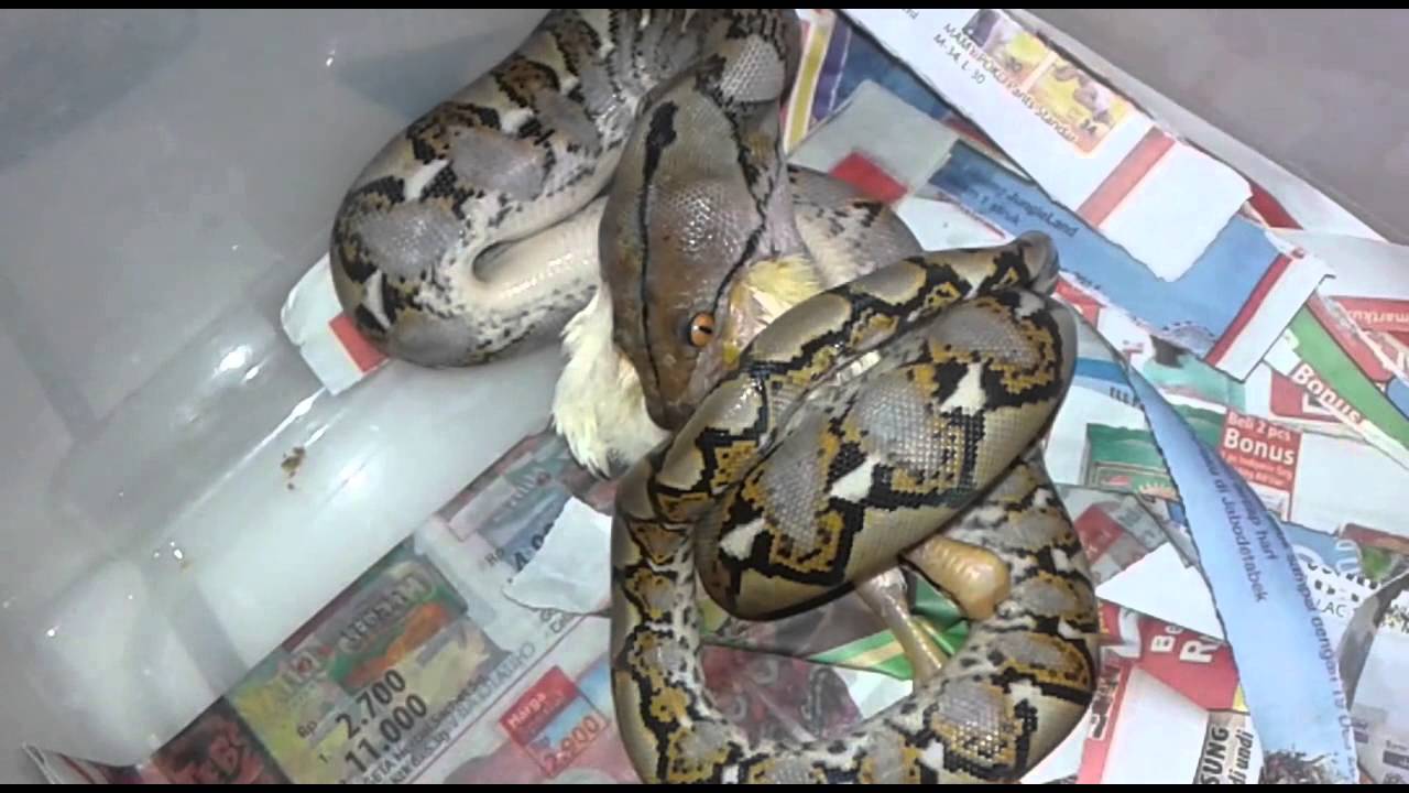 Baby Reticulatus Python Feeding | Pythonesia Collections Python - YouTube