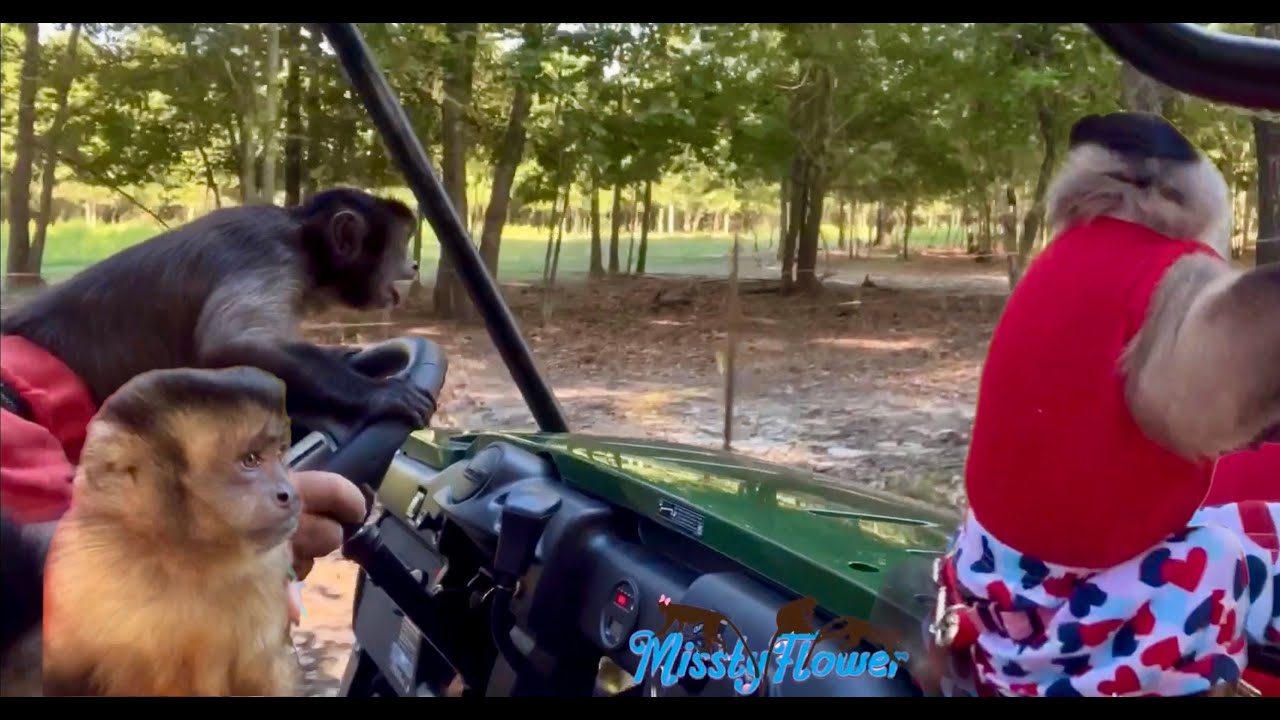3 Monkeys taking a ride in the woods with mama & papa 🌳🌲💕 Toby ...