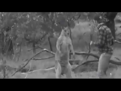 KANGURUYLA BOKS MAÇI