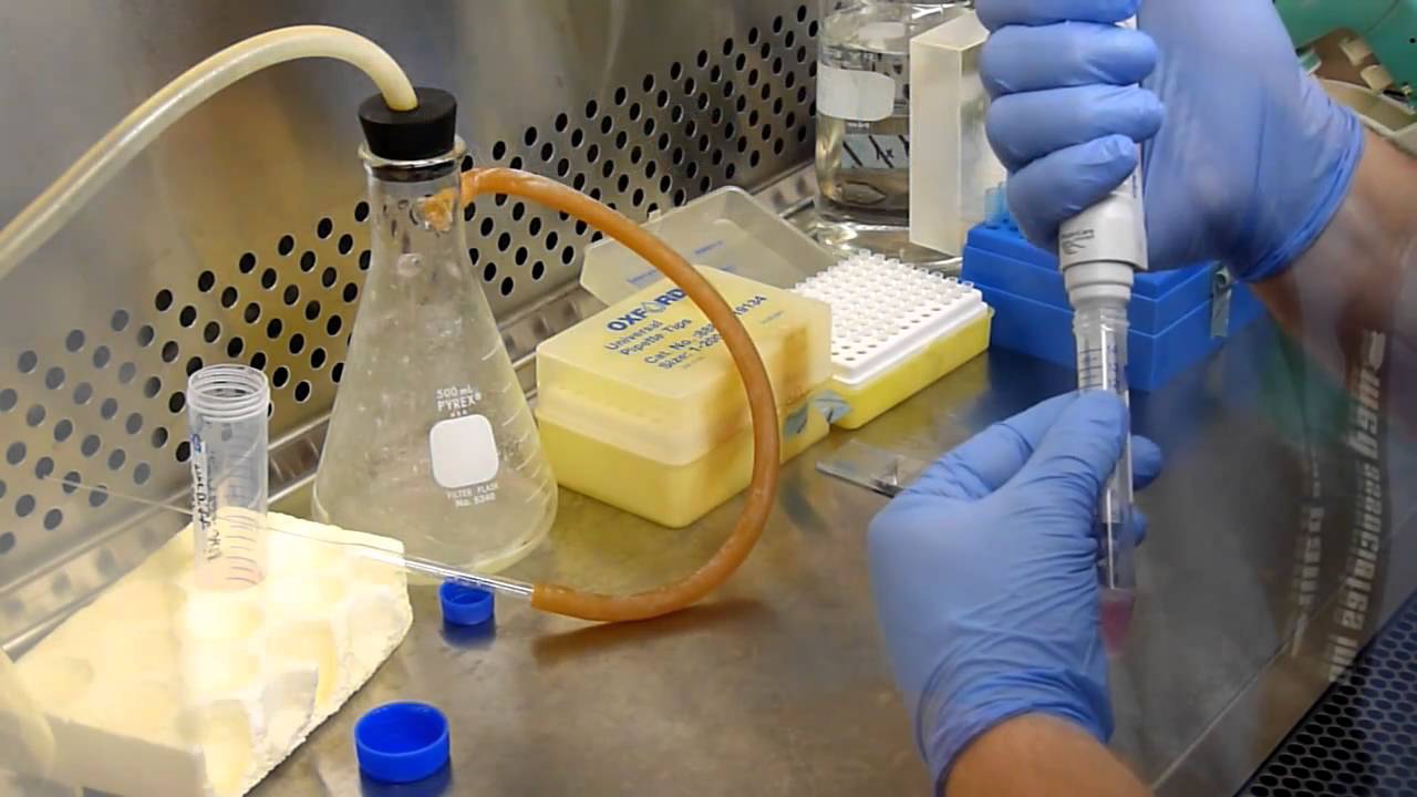 A Three Minute Cell Passage - YouTube