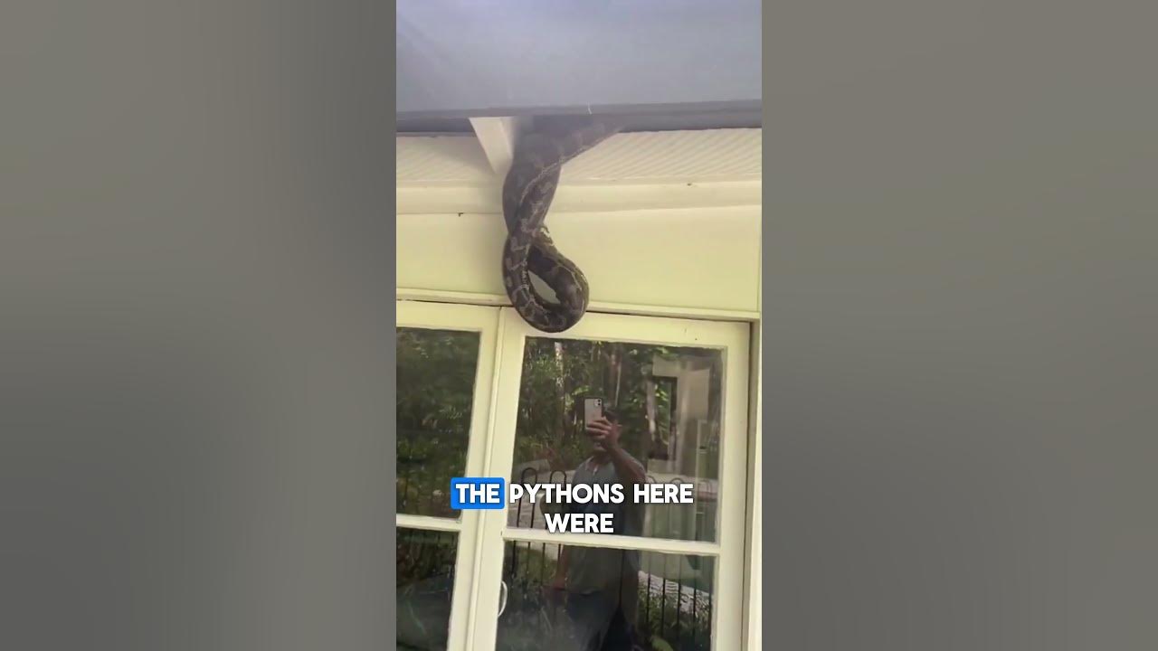 Pythons Fighting At Front Door is Normal Everyday in Australia - YouTube