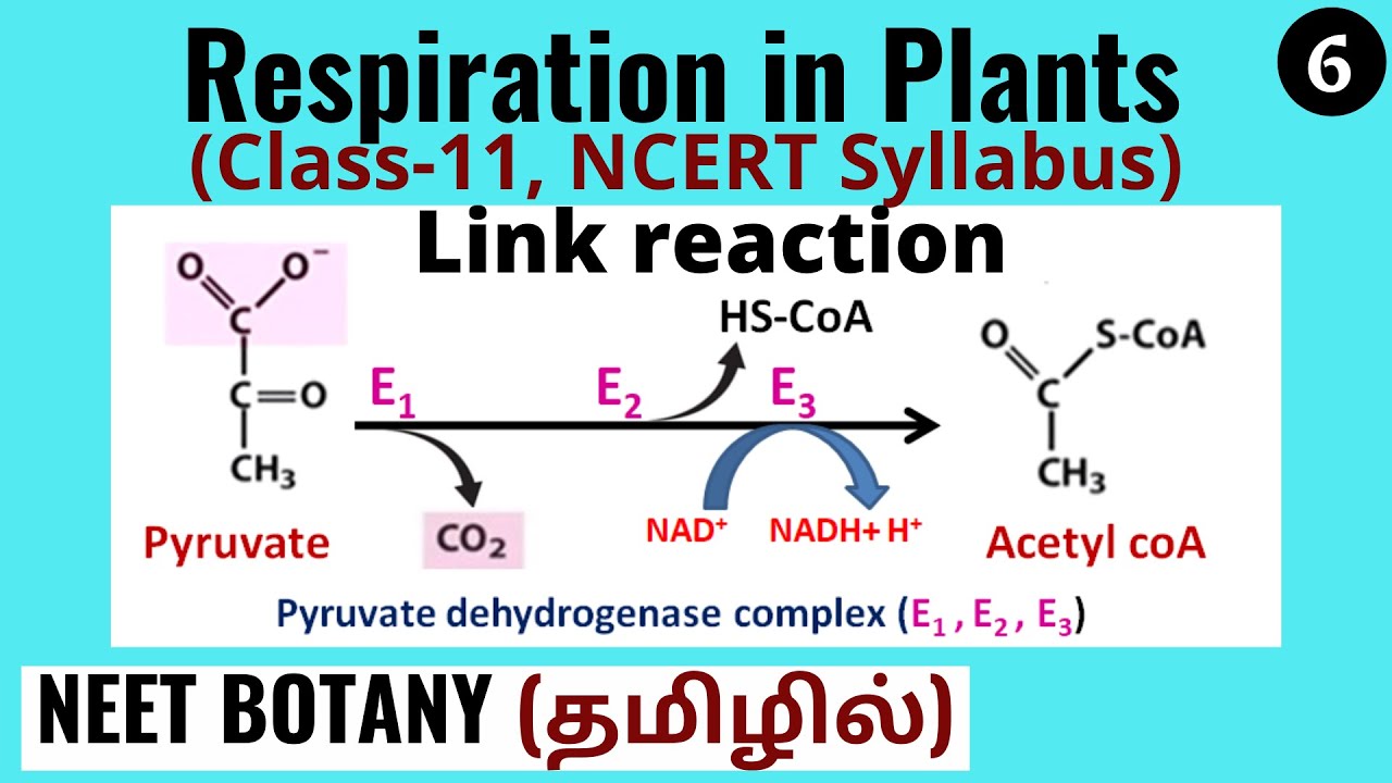 What is link reaction? / Respiration in plants # 6/ Class 11/ NCERT ...