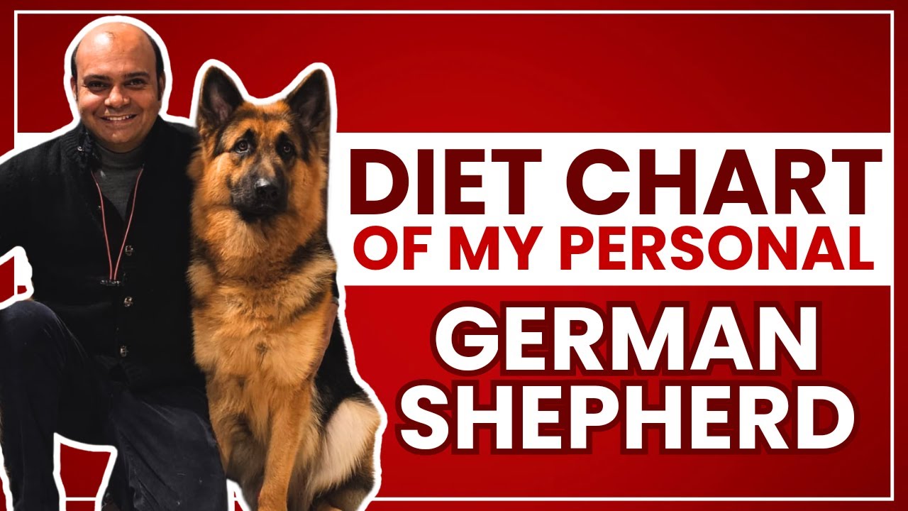 Diet Chart of My Personal German Shepherd By Baadal Bhandaari - YouTube
