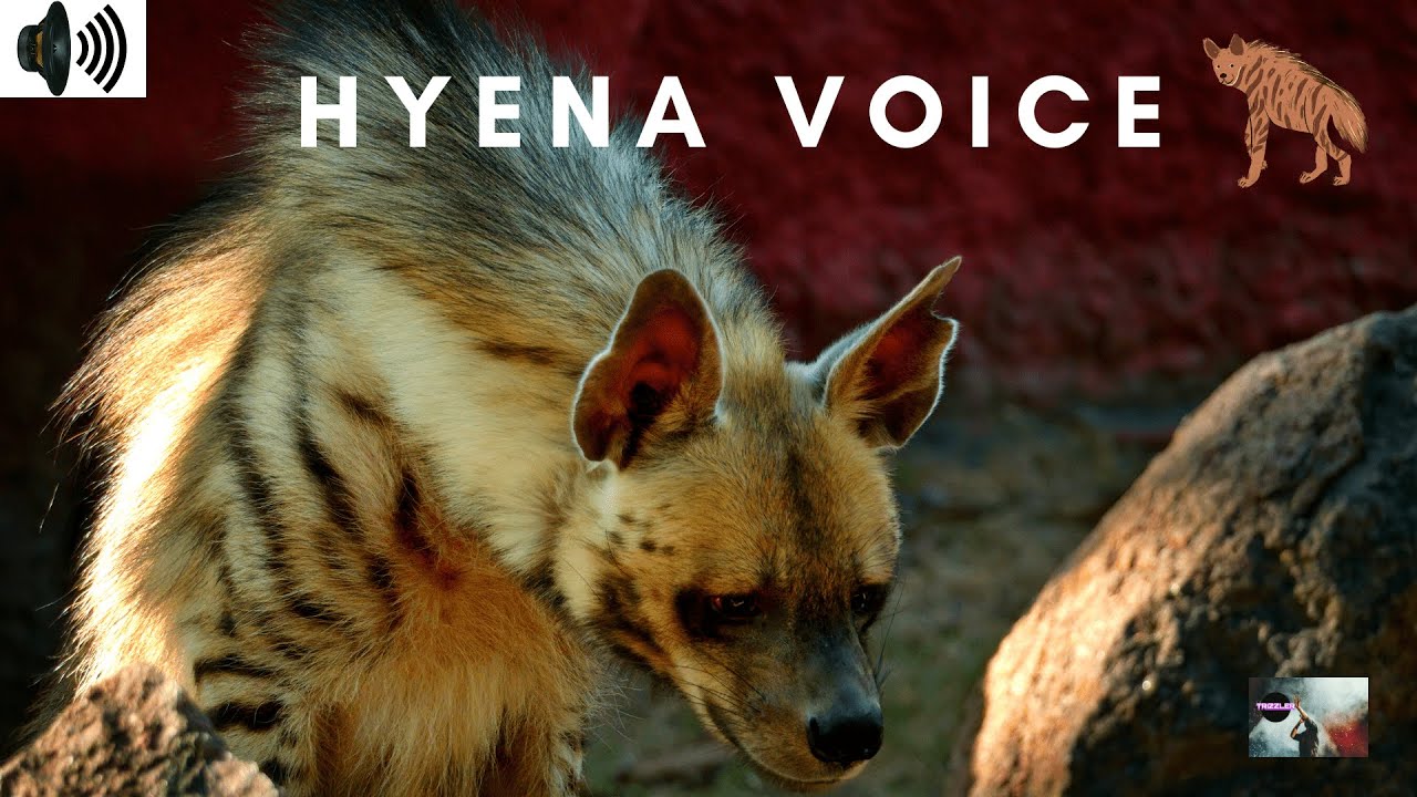 HYENA VOICE | LAUGHING | PANTING |BARKS, AND MOANS | ANGRY |FELIFORM ...