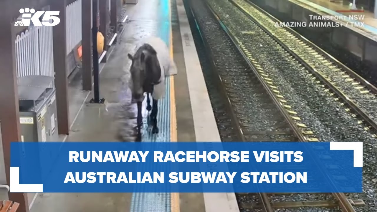 Australia subway station gets an unexpected visitor — a horse - YouTube