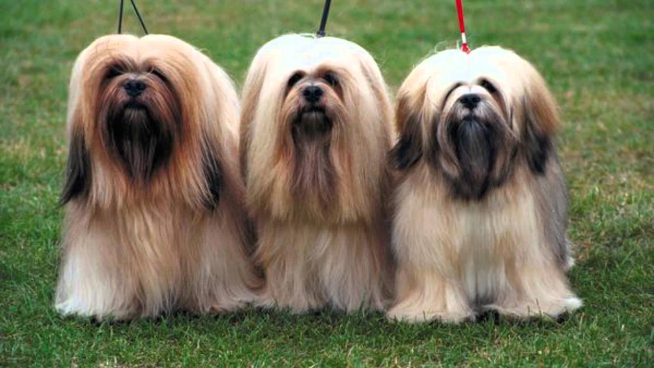 Razas de Perros, Lhasa Apso - YouTube