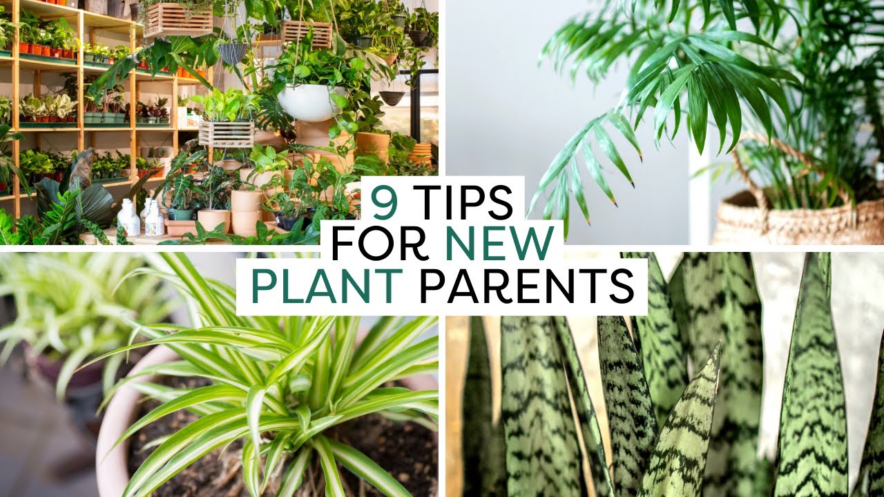 New Plant Parent? 9 Must-Know Indoor Plant Tips & Hacks | Compilation ...