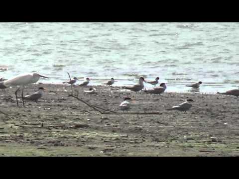 Indian River Tern (Sterna aurantia) flock at Sawanga Irrigetion Tank near Warud
