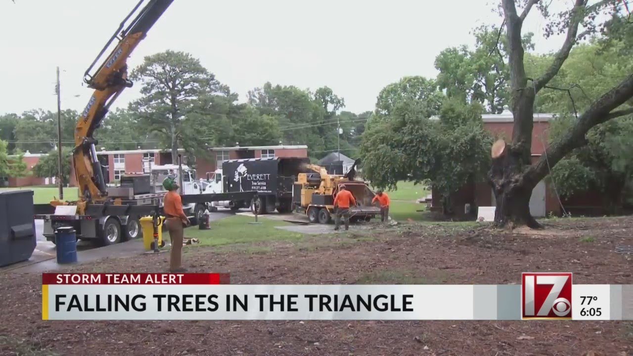 Falling trees in the Triangle - YouTube