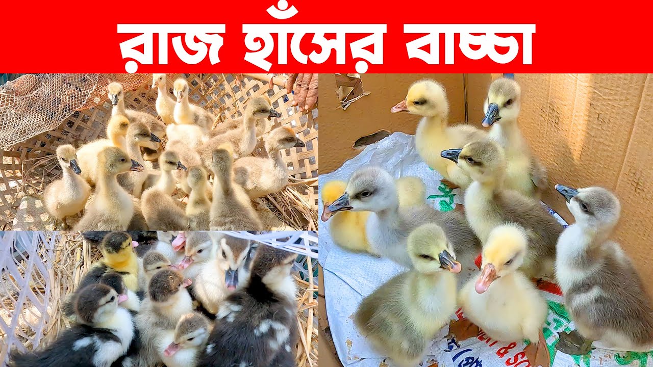 রাজ হাঁসের বাচ্চা || Duck market || Raj hasher dam || Cute duck ...