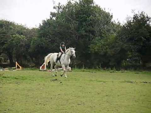 Horse farts over jump