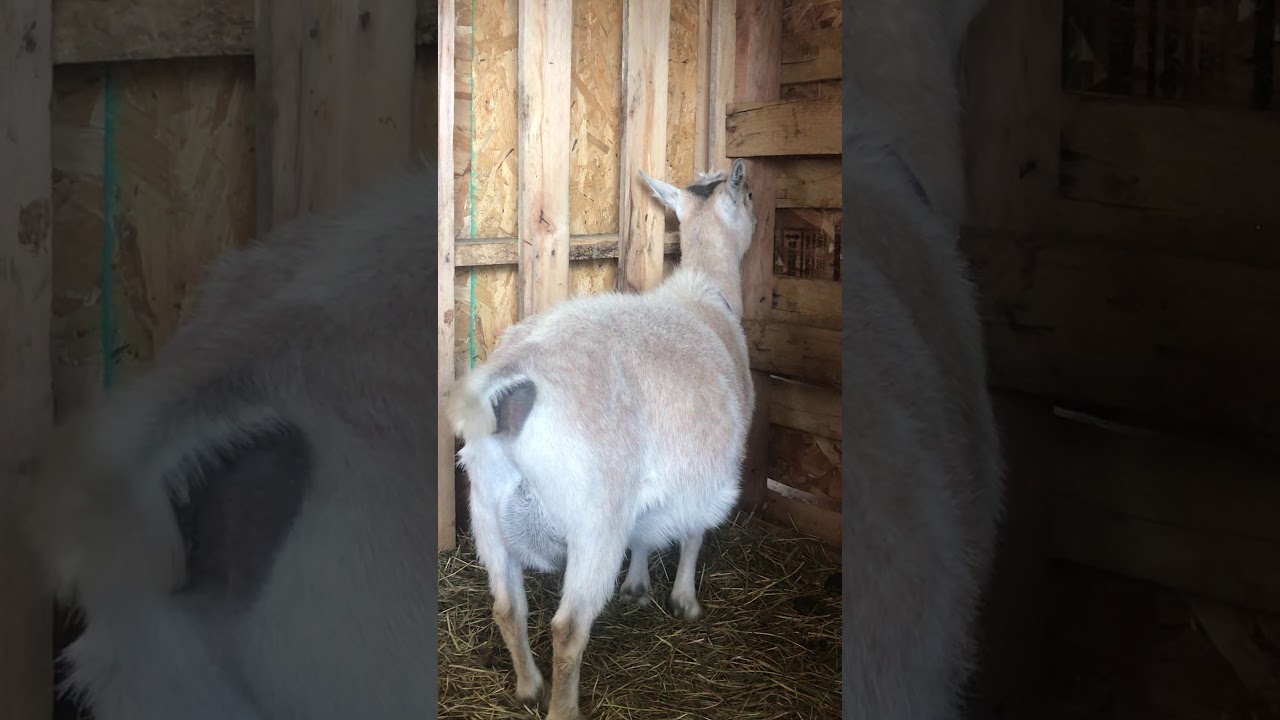 Baby goats moving in mom - YouTube