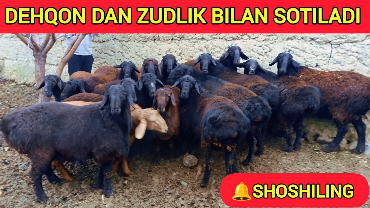 🔊YEMDA TURGAN QO‘ZI QO‘CHQORLAR SOTUVDA SHOSHILING ISHONCHLI JOYIDAN☎ ...