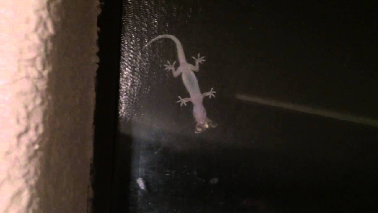 Lizard on Window Eats Moth - YouTube