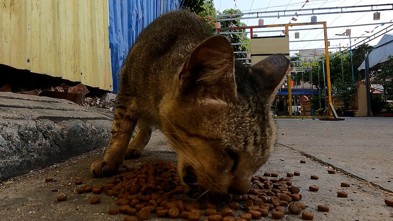 The hungry cat so happy when he saw food from me - YouTube