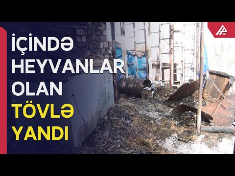 Tovuzda tövlə yandı, köməyə gələn qonşu zəhərləndi - APA TV