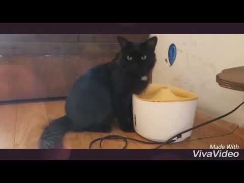 The Odd Cat Bali - Meow-graphy - Meet Mimi - YouTube