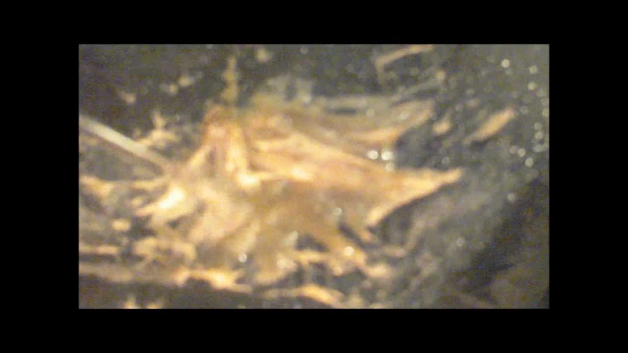 Fresh Run of BHO, (THE GOLDEN DELIGHT) - YouTube