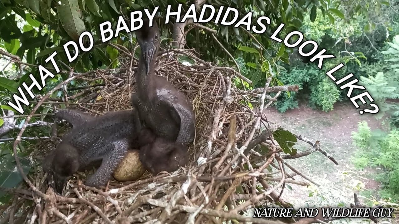 What Does A Baby Hadida ibis Look Like Plus Adults Call YouTube What Does A Baby Hadida ibis Look Like Plus Adults Call YouTube
