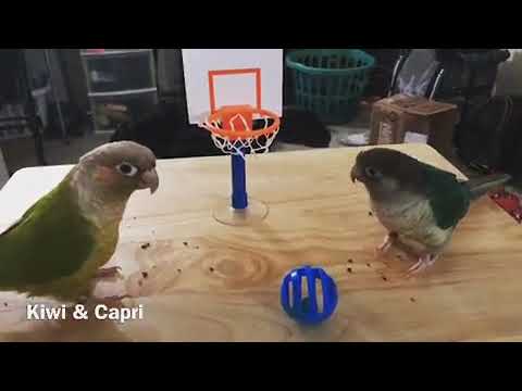 Two Parrots Play Basketball on Mini Hoop - 1049793 - YouTube