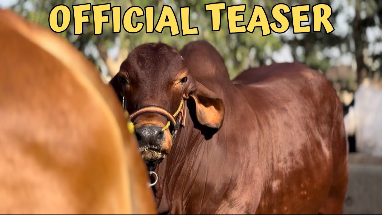 | Official Teaser | Punjab Heaviest Bulls | Hashim Kay Bachry | Video ...