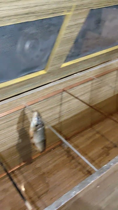 СУПЕР ТУРБО СУШИЛКА для рыбы💥 - YouTube