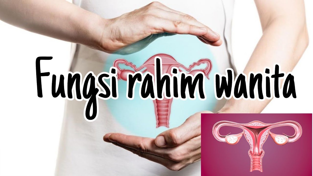 fungsi rahim seorang wanita - YouTube