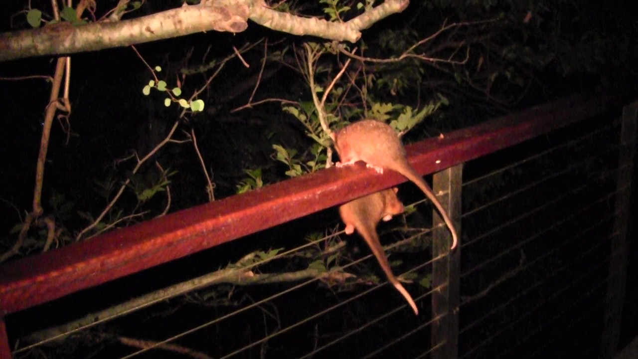 Baby Ringtail Possums Playing on Balcony Rail - YouTube
