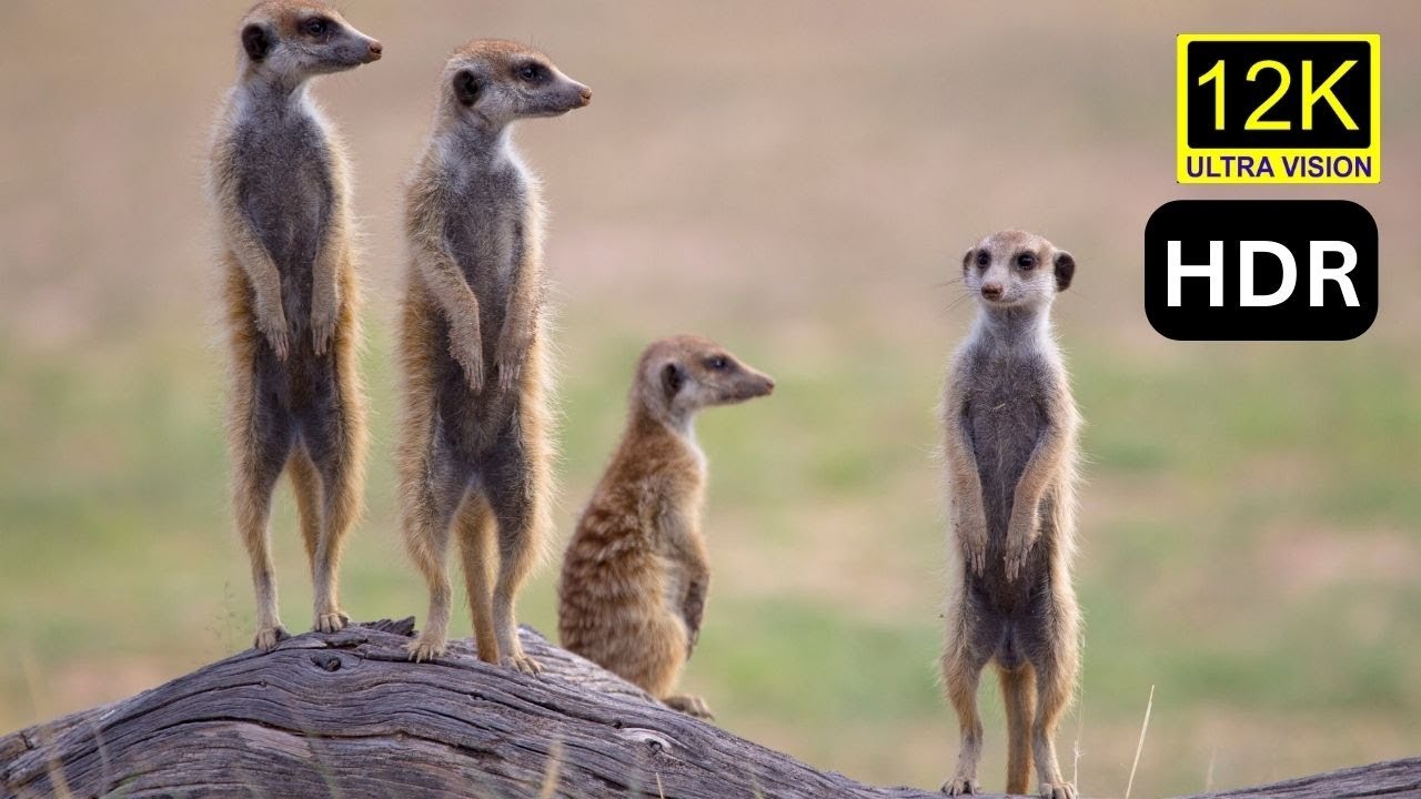 "Meet the Adorable Meerkats: Fascinating Facts and Playful Antics ...