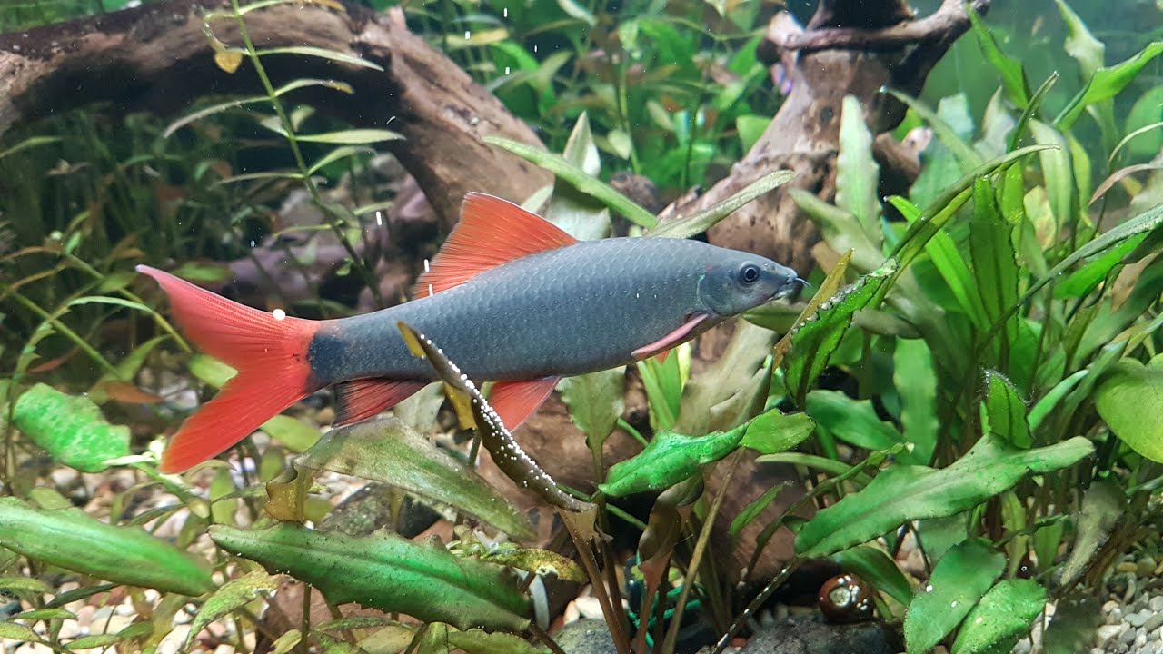 All About Rainbow Shark - Care, Feeding, Tank Mates - YouTube