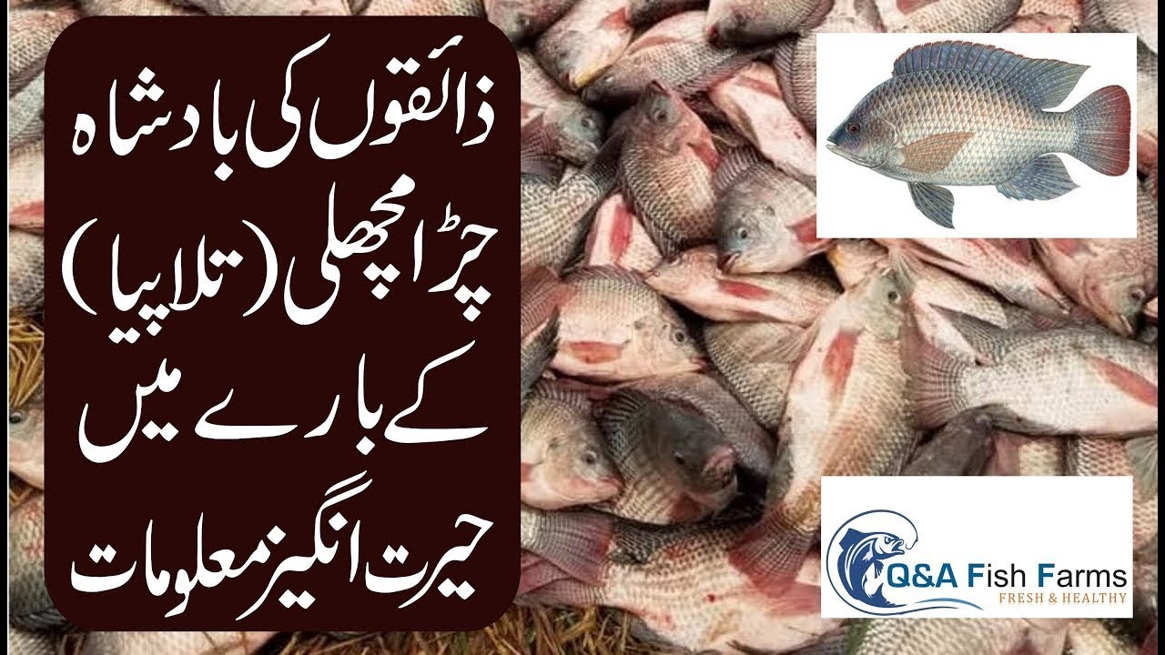 How To Aquaculture Cage Fish Farming in Pakistan | REVOLUTION IN ...