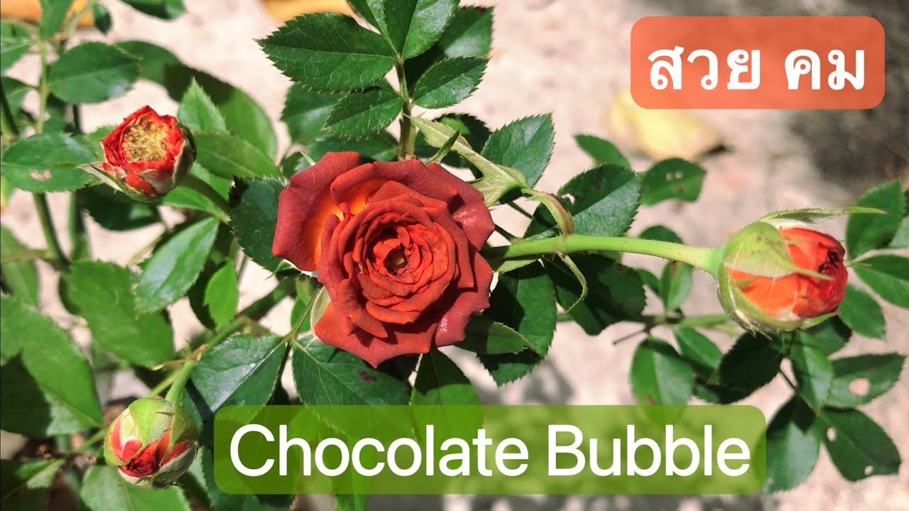 Chocolate Bobble🌹#Rose |ช๊อกโกแลตบับเบิ้ล กุหลาบพุ่มเล็ก ดอกดก บานทน ...
