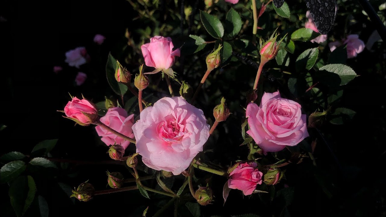 【玫瑰花园秀20220425】Cathedral Bell ｜Jeanne Lajoie ｜Roses for community 🦋 ...