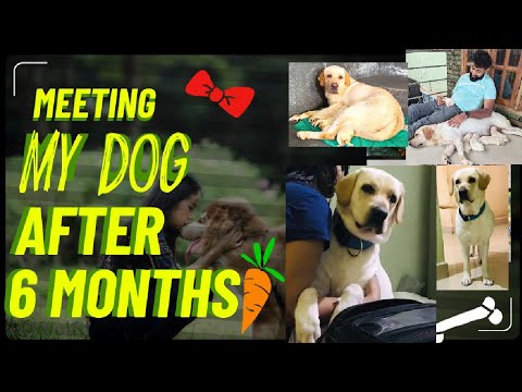 Dog Reunited With Owner - YouTube