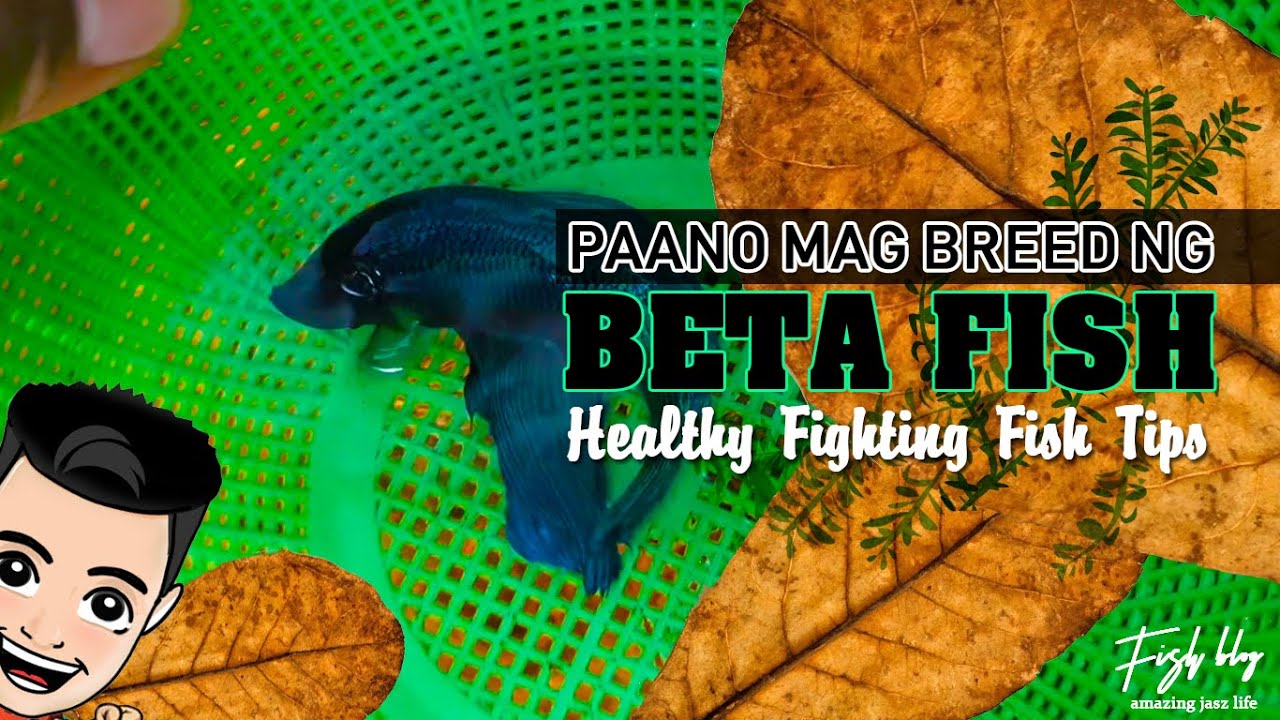 Paano ? mag breed ng beta fish tips | How to breed beta fish | tips for ...